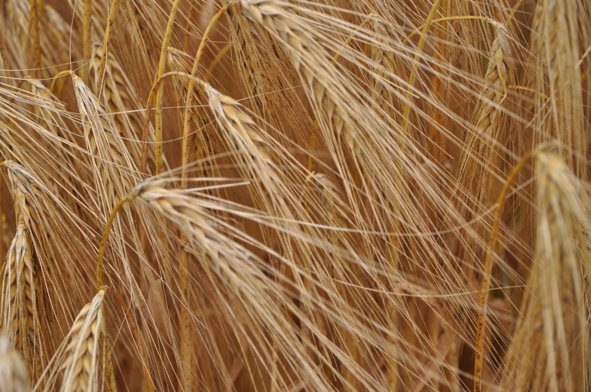 Bio-aus-BW - Wintergerste