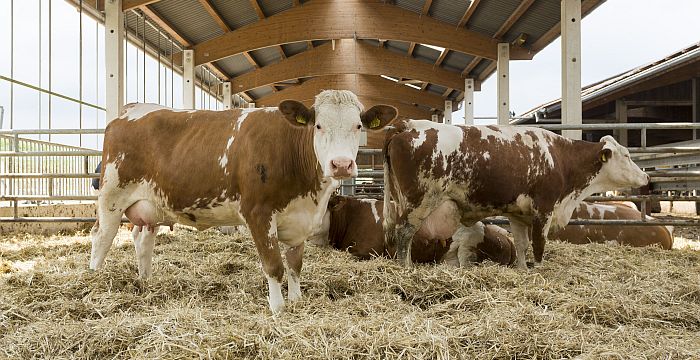 Tierhaltung - Bio-aus-BW