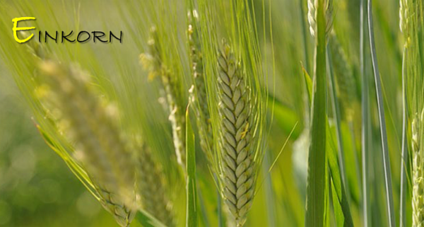 Einkorn - Bio-aus-BW