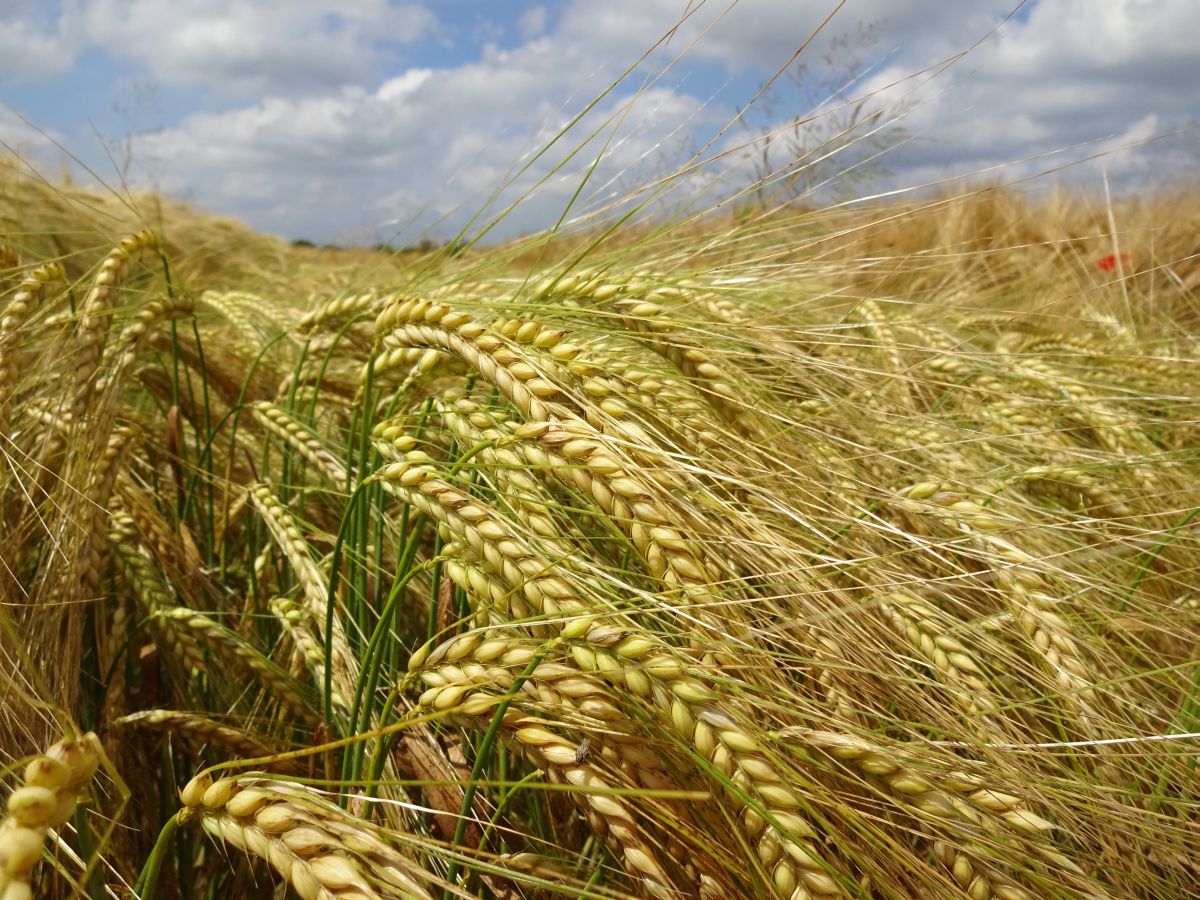 Bio-aus-BW - Wintergerste