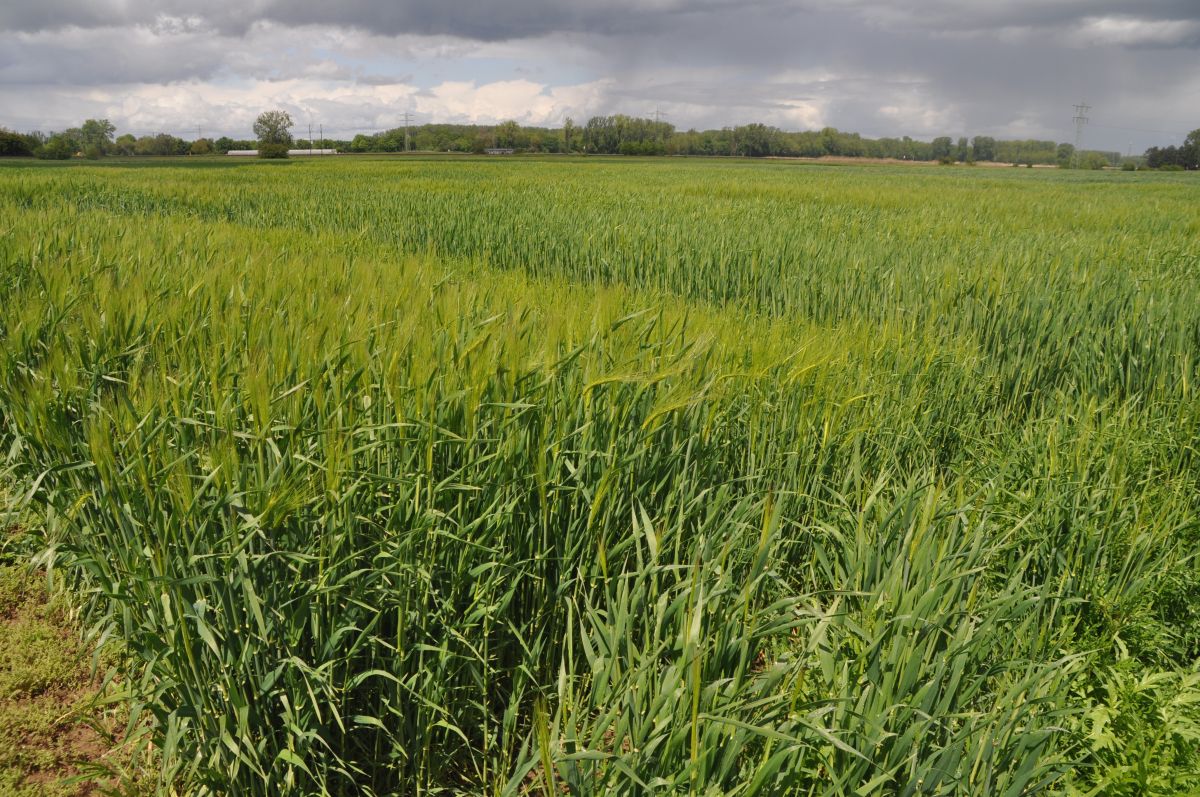 Bio-aus-BW - Wintergerste